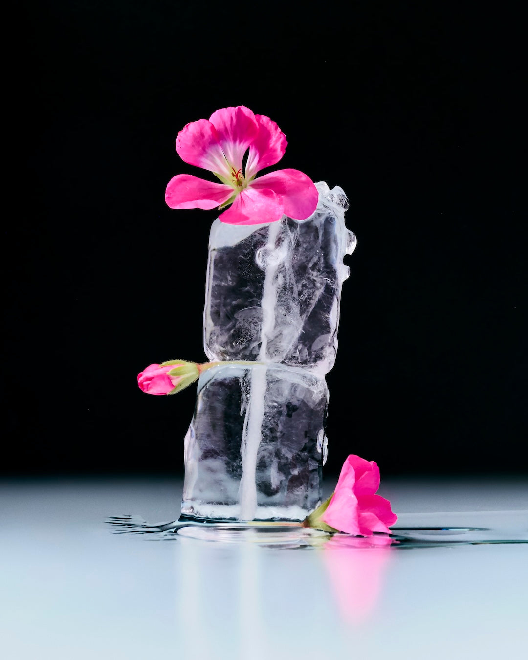 The Healing Beauty of Geranium — Blended into Everyday Sun Protection ...